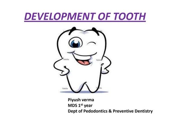 Permanent Maxillary Central Incisor | PPT