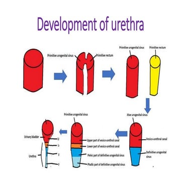 Development of urethra | PPT