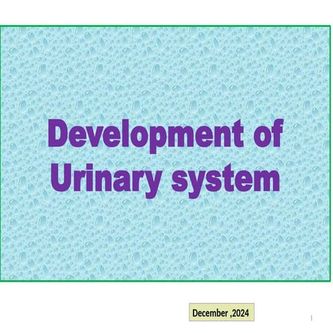 Histology of urinary system 2025 Histology of urinary system | PPTX