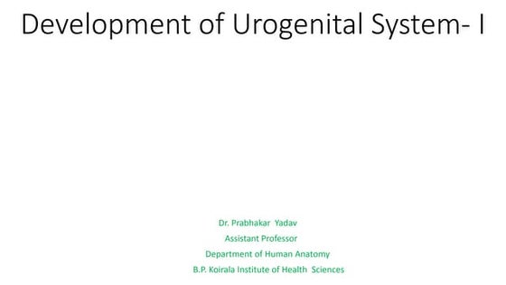 Development of urogenital system II | PPT