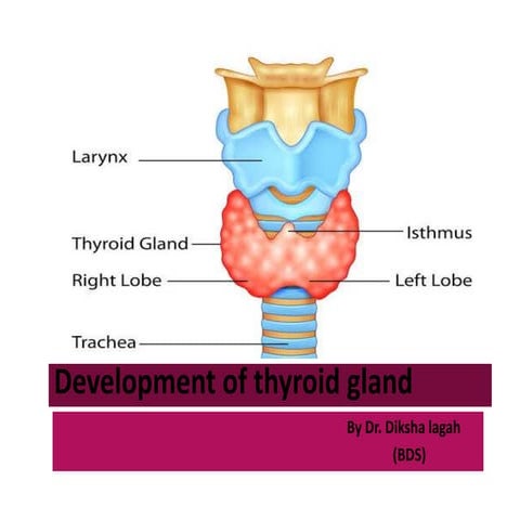 Development of Thyroid Gland (Special Embryology) | PPS