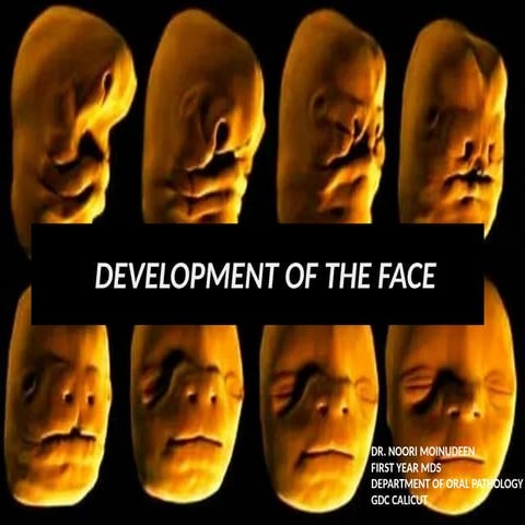Development of the face - Copy - Copy - Copy.pptx