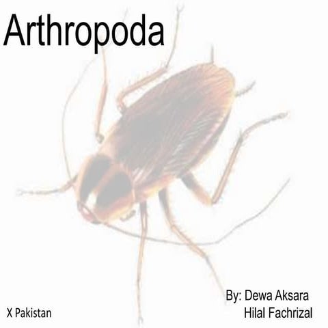 Animalia Arthropoda | PPTX