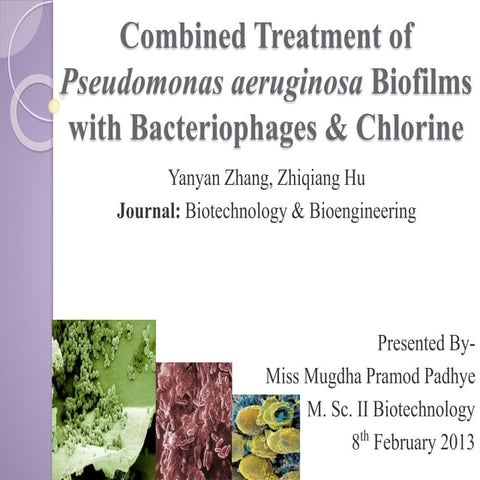 Combined Treatment of Pseudomonas aeruginosa | PPT | Free Download