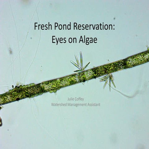 Algae Presentation | PDF
