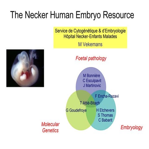 Necker Human Embryo Resource | PPT