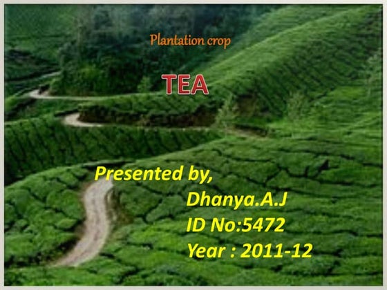 Tea Varieties, Propagation and Planting | PPT