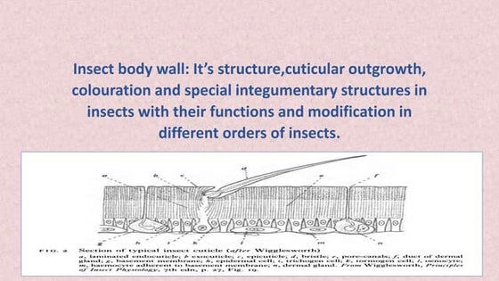 INSECT ABDOMEN:IT’S SEGMENTATION AND APPENDAGES,STRUCTURE,FUNCTION AND ...