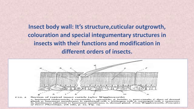 INSECT ABDOMEN:IT’S SEGMENTATION AND APPENDAGES,STRUCTURE,FUNCTION AND ...