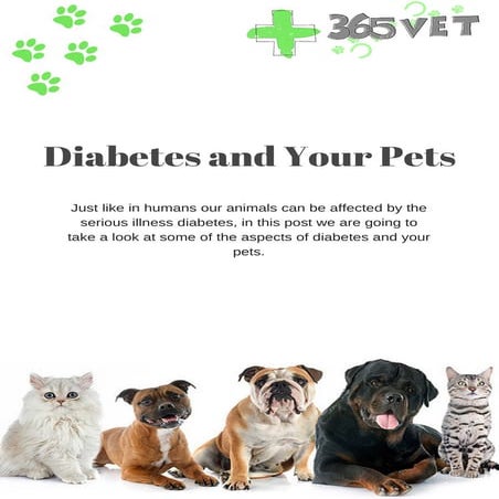 Diabetes and Your Pets | PDF
