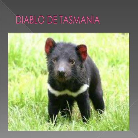 Diablo de tasmania | PPTX