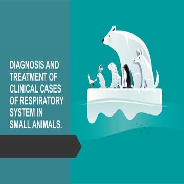 Diagnosis and treatment of clinical cases of respiratory system in ...