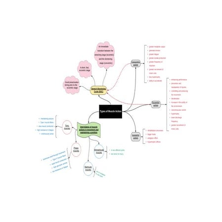 Types of Muscle Action | PDF