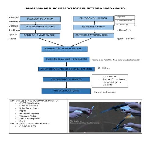 Diagramas Del Proceso De Injerto Vista De Prendimiento De Dos Tipos De