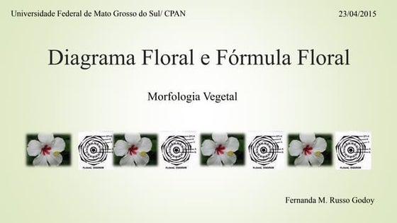 Floral formulas and diagrams | PPT | Flower Shopping | Shopping