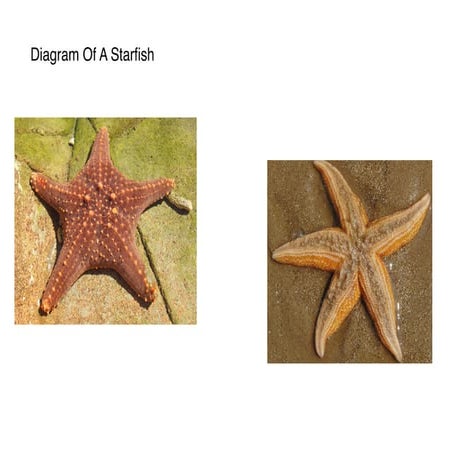 Diagram of a starfish | PAGES