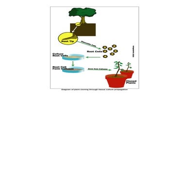 Plant Cloning through tissue culture propagation | DOC