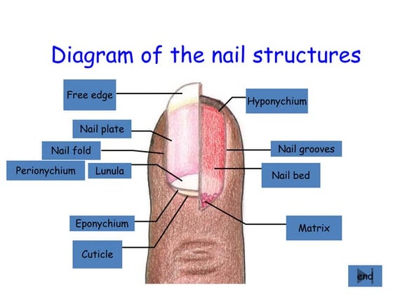 Pedicure contra-indications | PPT