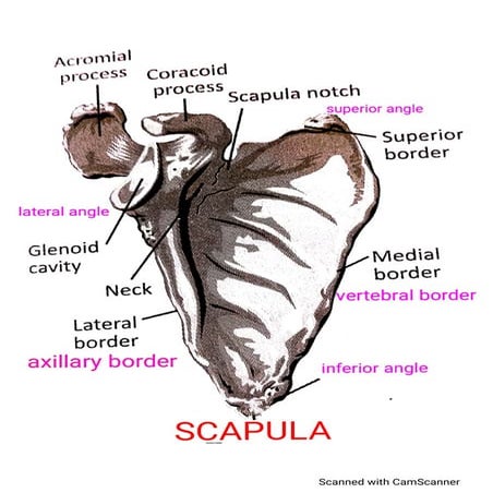 Diagram scapula | PDF