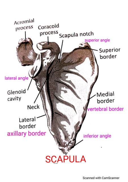 Bone classification | PDF | Bone and Joint Conditions | Diseases and ...