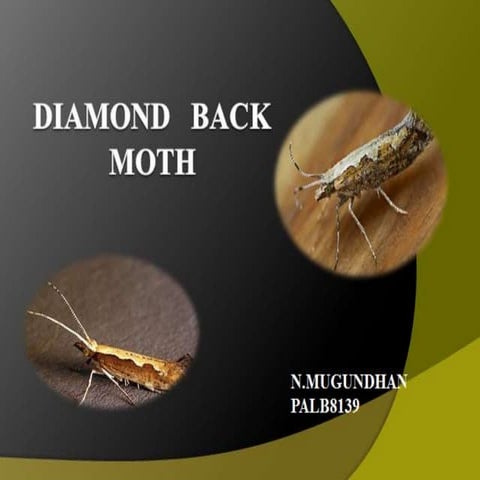 Diamond back moth | PPTX