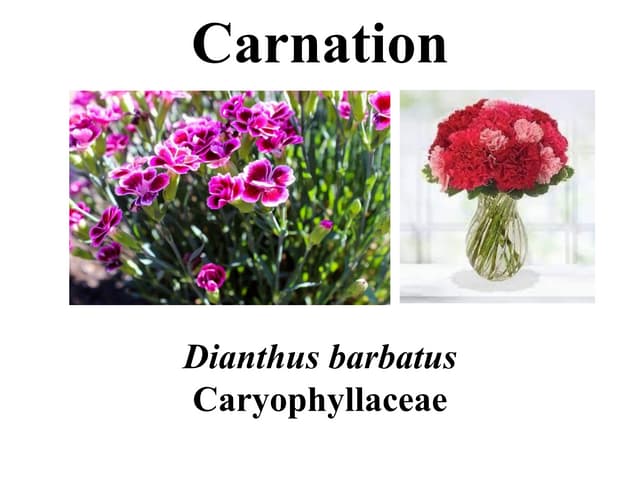 Carnation | PPTX