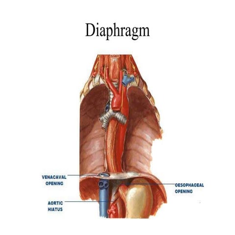 diaphragm.pptx