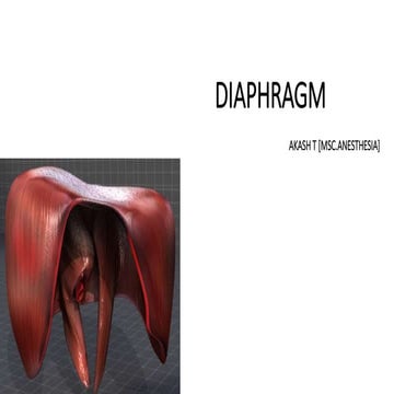 Anatomy of The Diaphragm | PPTX