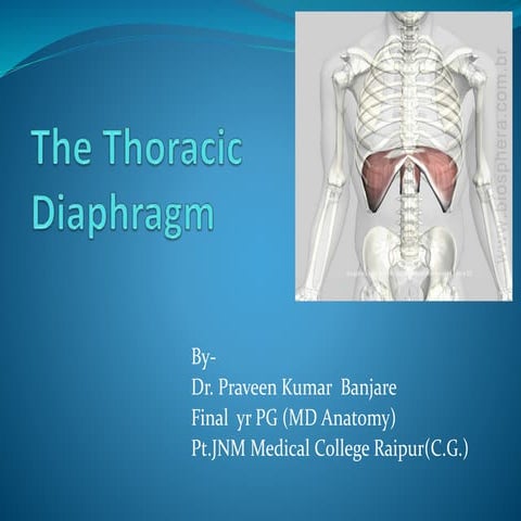 Diaphragm | PPTX