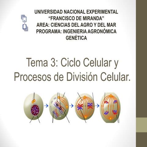 Ciclo Celular y Proceso de División Celular | PDF