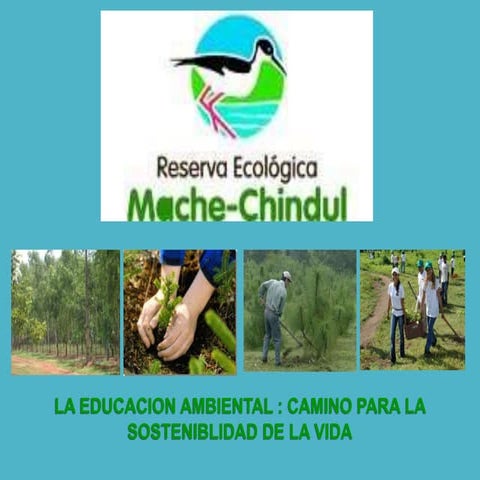 Reforestacion- Reserva ecologica Mache Chindul | PDF