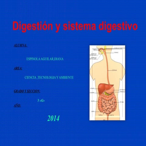 Diapositivas del sistema digestivo humano | PPT