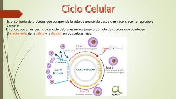 Ppt 4 ciclo celular | PPT