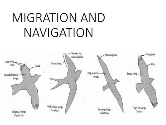 ZOO.REPORTING.pptxz zoo zoology amphibians | PPT