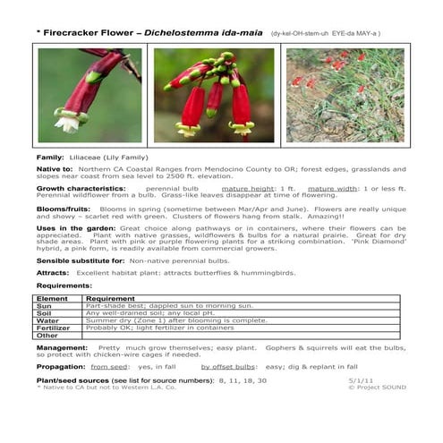 Dichelostemma ida maia | PDF