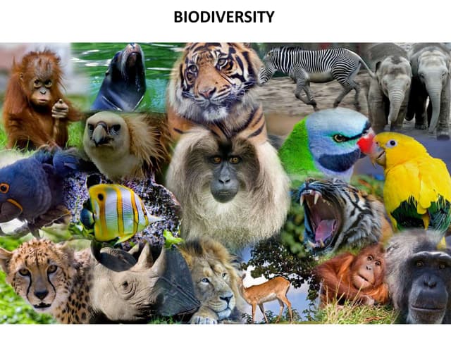 Dichotomous key presentation suitable for IGCSE Biology level | PPT