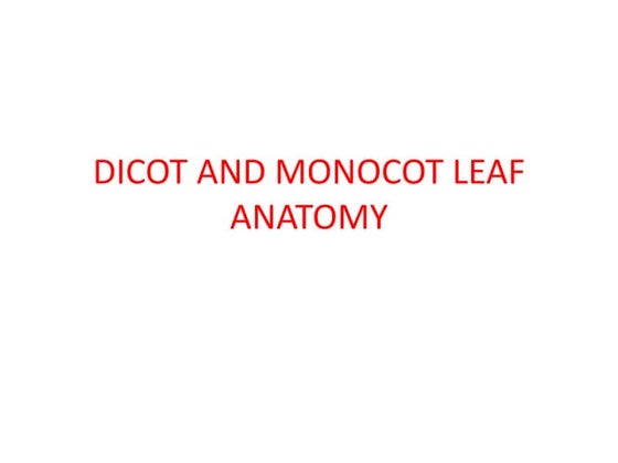 Anatomy of dicot and monocot root,stem and leaf (2).pdf