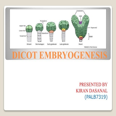 Deveopment of embryo in monocot and dicot | PPTX