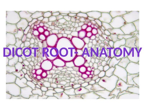 Primary structure Monocot Root | PPTX