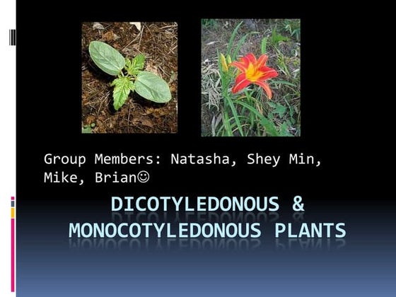 Monocots and dicots | PPT