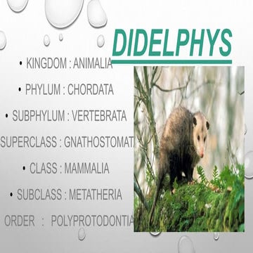 Didelphys | PPTX