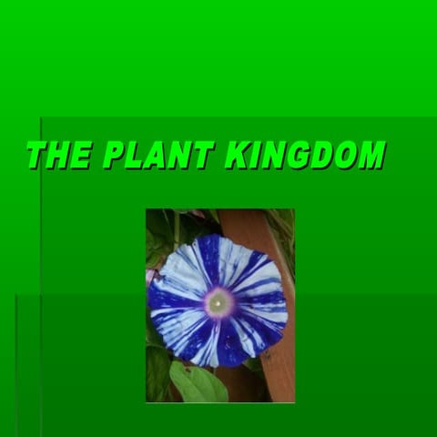 The Plant Kingdom | PPT