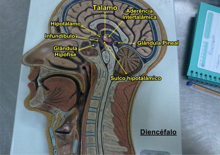 Diencefalo Imagem 2