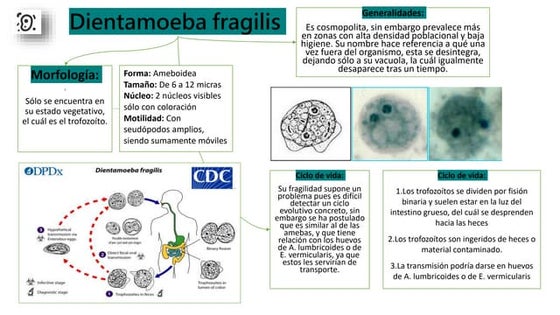 Ciclo De Vida Da Dientamoeba Fragilis Protozooses Parasitologia
