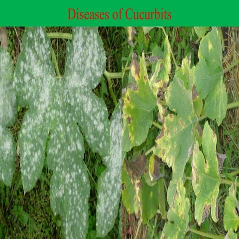 dIseases of cucurbits vegetables by MD. RAMJAN | PPTX