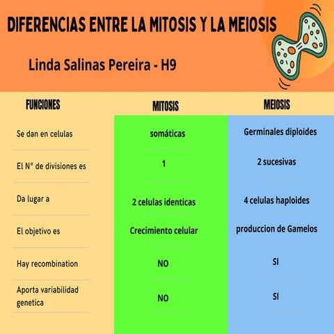 Diferencias Entre Mitosis Y Meiosis Cuadro Comparativo