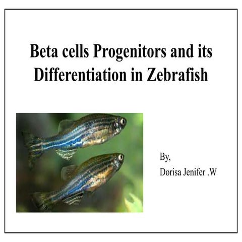 Diff. beta cells | PPTX