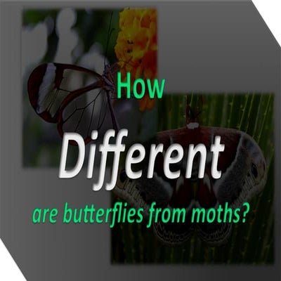 Difference between butterflies and moths | PPT