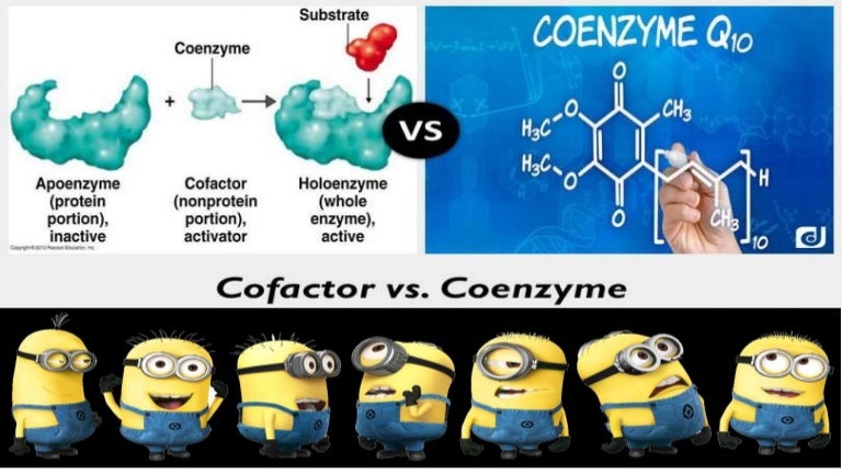 Difference Between Coenzyme Vs Cofactor 0181