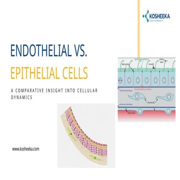 Endothelial vs. Epithelial Cells: A Comparative Insight into Cellular ...